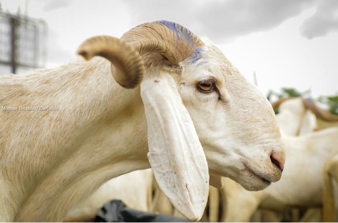 Sallah Celebrations: Bank Launches Ram Loans Scheme